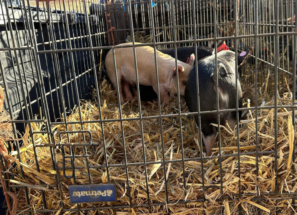 Pig-Raising Basics: How to Transport Pigs - Countryside